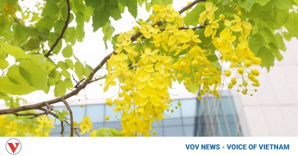 Golden shower trees in Hanoi mark arrival of summer
